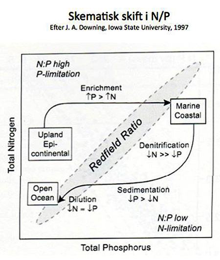 Den Korte Avis | Capture